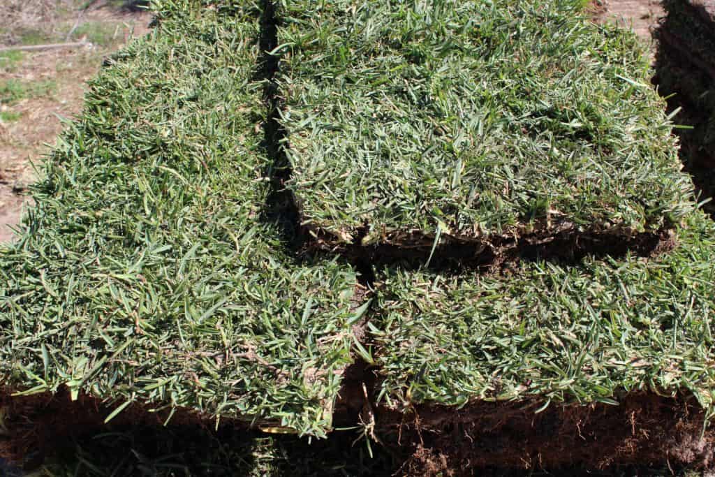 Buffalo Grass - Roll On Lawn Cape Town